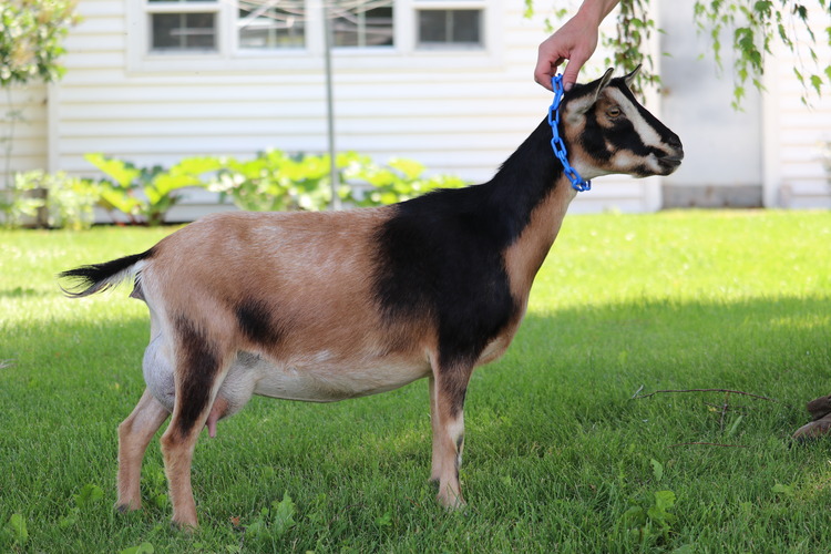 Bringing Home a New Dairy Goat - Goat Journal